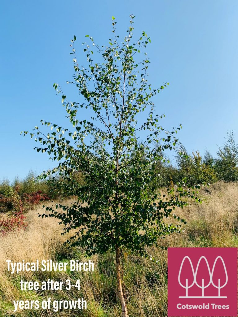 Silver Birch tree (Betula pendula) 2m-3.5m tall in 30-45ltr pot ...