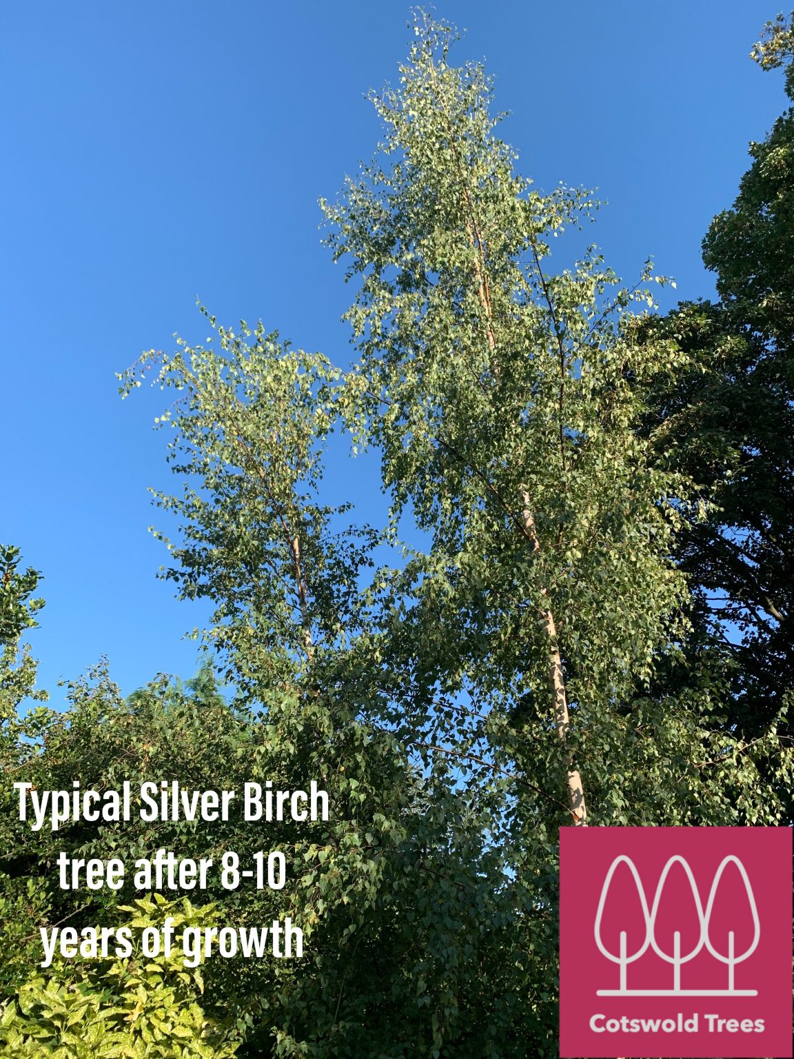 Silver Birch tree (Betula pendula) 2m-3.5m tall in 30-45ltr pot ...