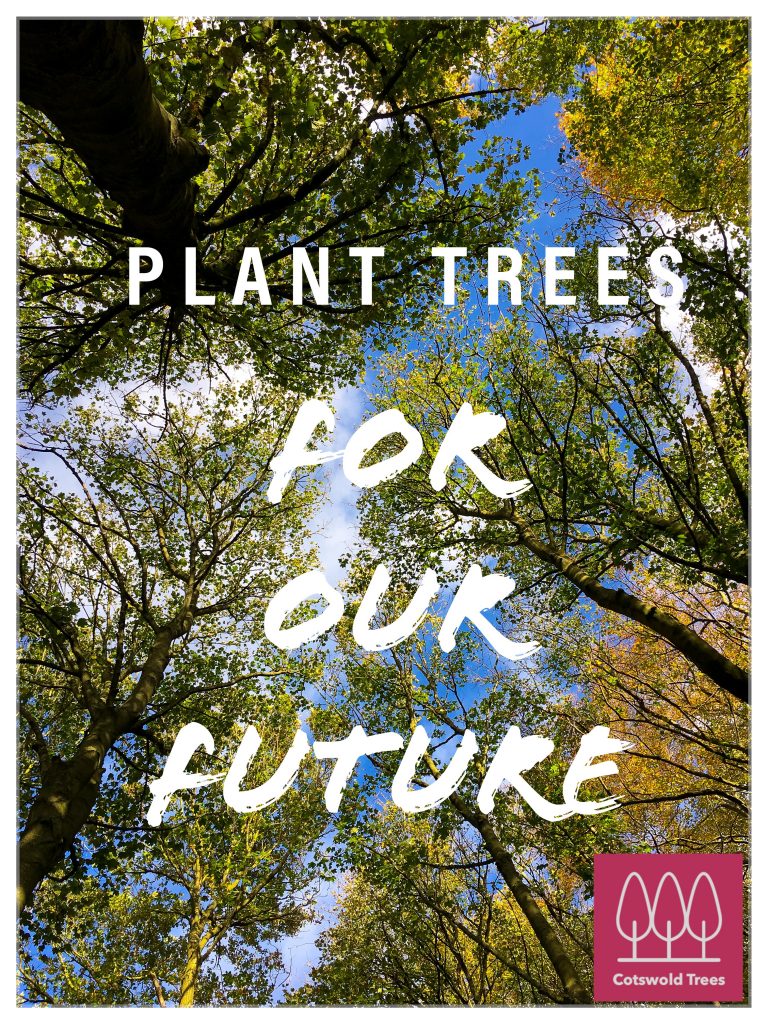 English Oak tree (Quercus robur) 1.5m-2m pot grown - Cotswold Trees