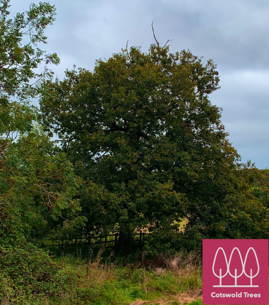 English Oak tree (Quercus robur) 1.5m-2m pot grown - Cotswold Trees