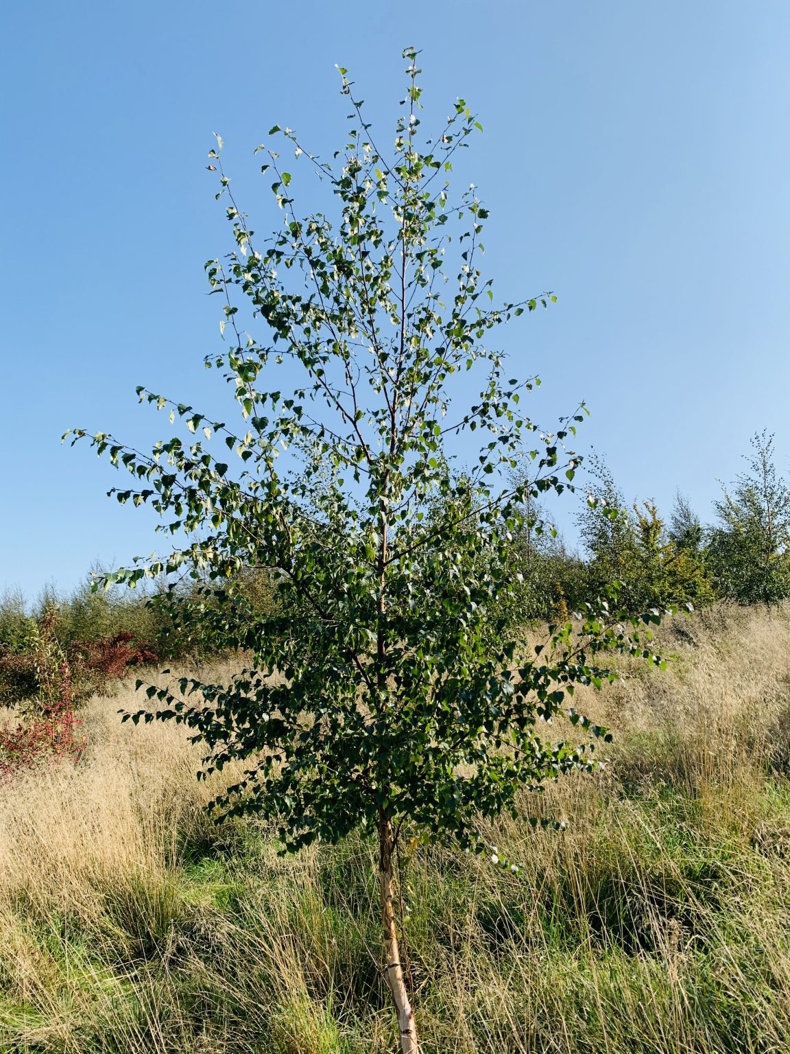 Silver Birch (Betula pendula) - Cotswold Trees - Buy online today