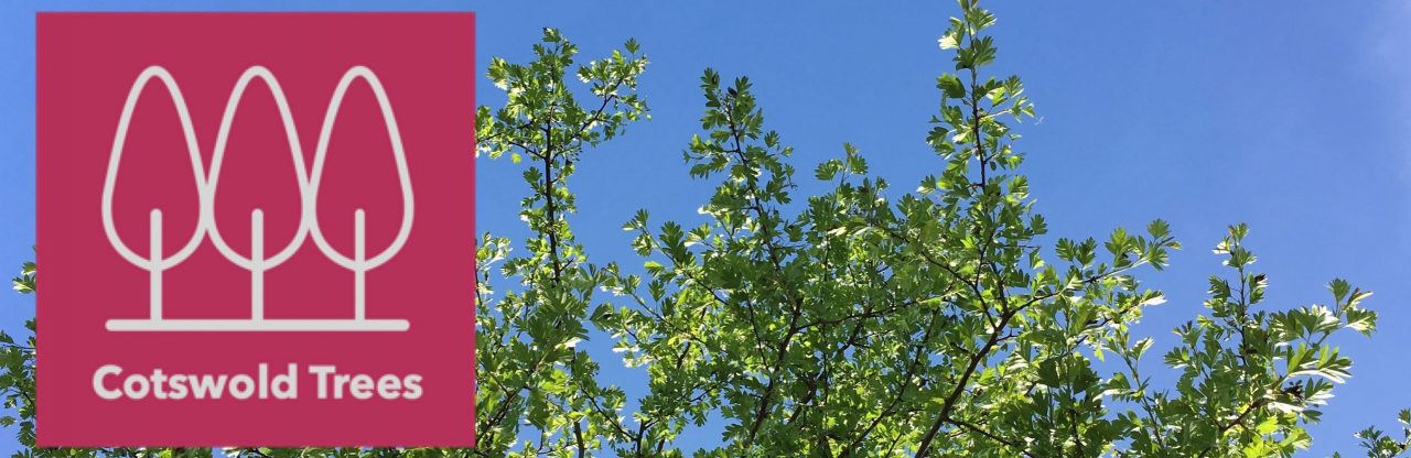 Large trees - 1.5m - 3.5m tall - Cotswold Trees