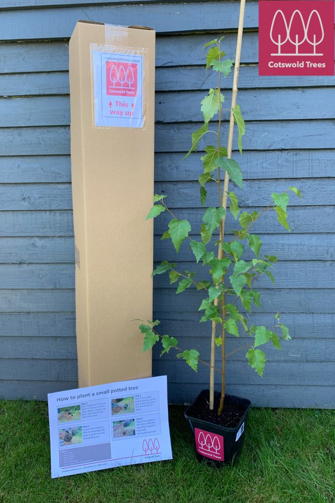 Sustainable gifting - Put a tree under the tree this Christmas ...