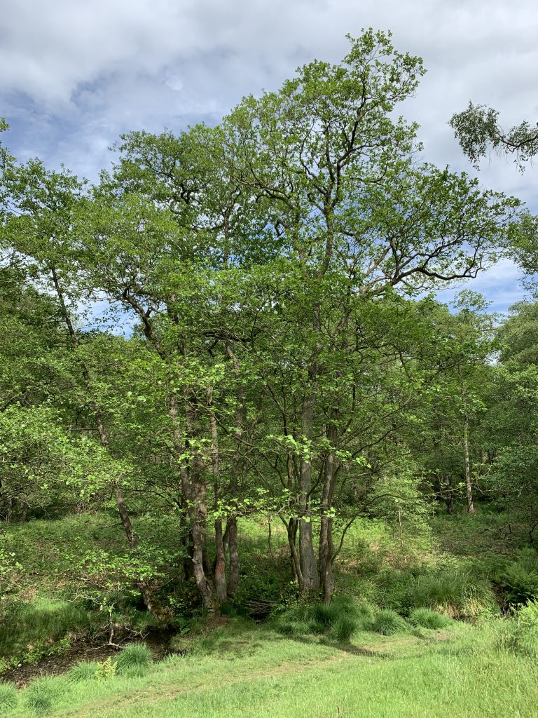 Alder tree (Alnus glutinosa) up to 3m tall - Cotswold Trees