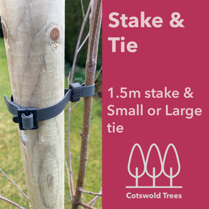 Tree Stake & Tie - Cotswold Trees - Home Delivery