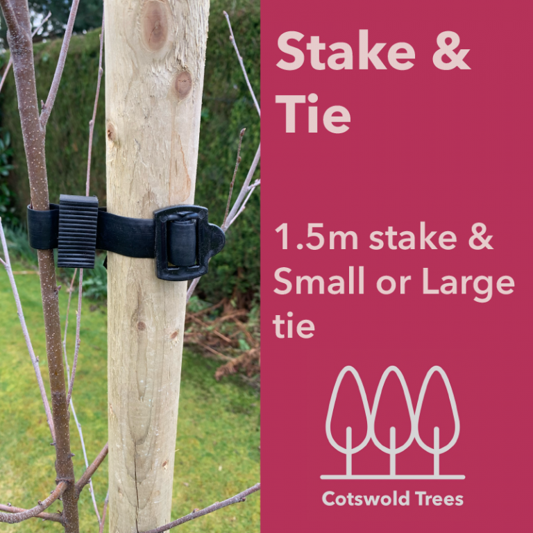 Tree Stake & Tie - Cotswold Trees - Home Delivery
