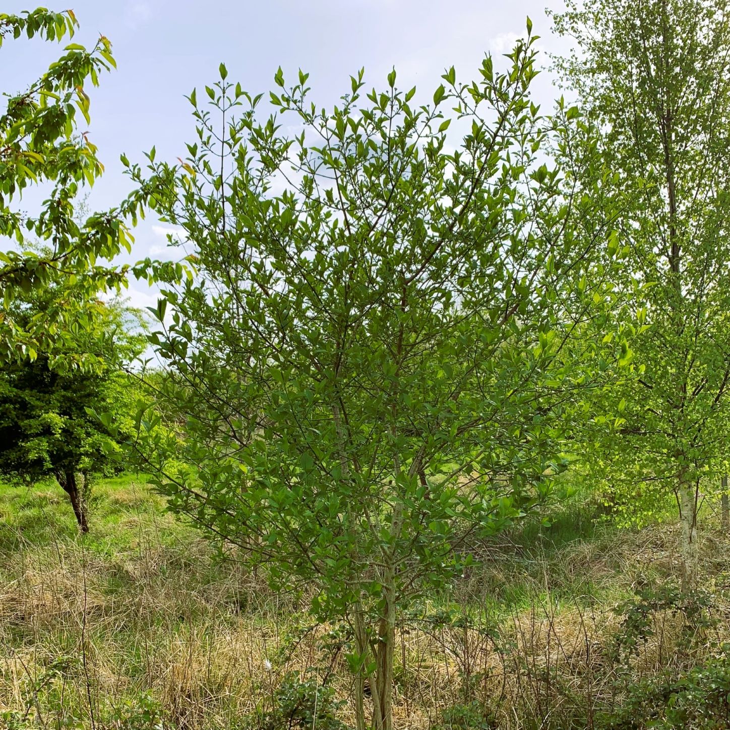 Spindle (Euonymus europaeus) - Cotswold Trees