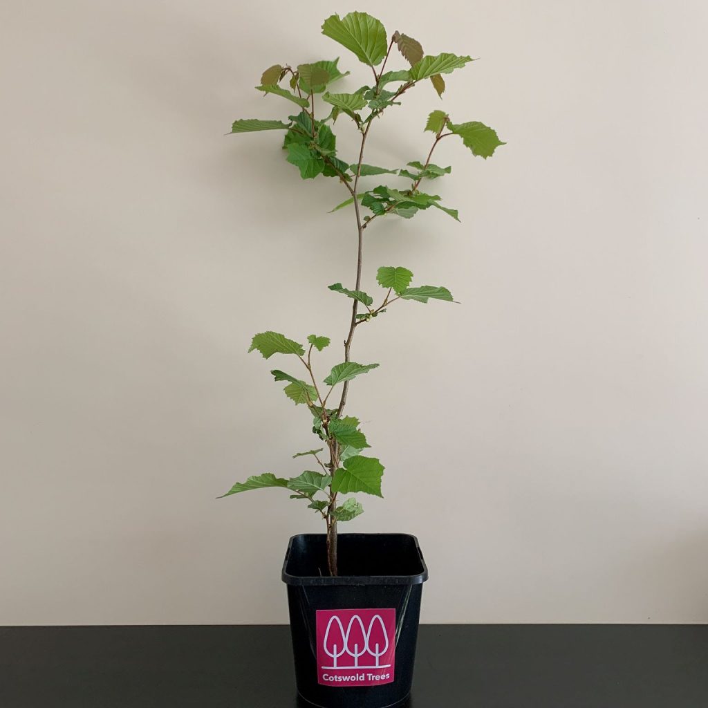 Hazel tree (Corylus avellana) in a pot - Cotswold Trees