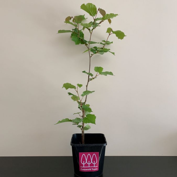 Hazel tree (Corylus avellana) in a pot - Cotswold Trees