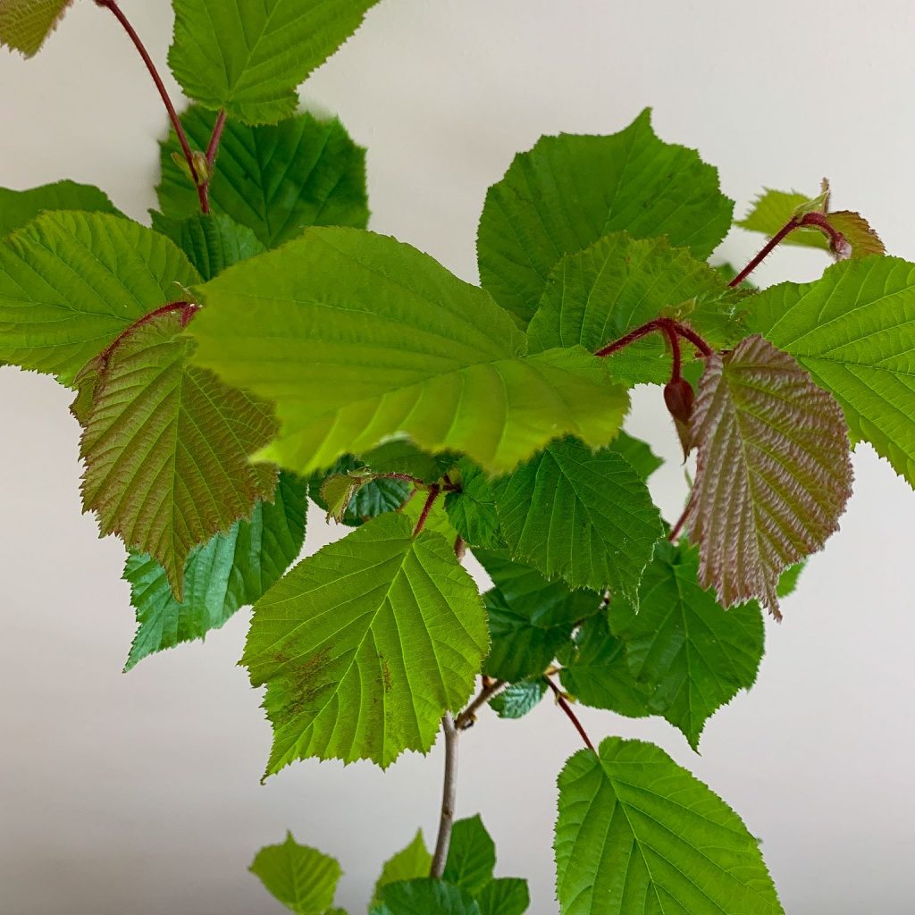 Hazel tree (Corylus avellana) in a pot - Cotswold Trees
