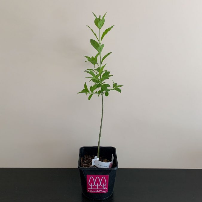 Buy Spindle tree (Euonymus europaeus) in a pot