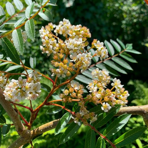 Vilmorin's Rowan (Sorbus vilmorinii) tree - Cotswold Trees