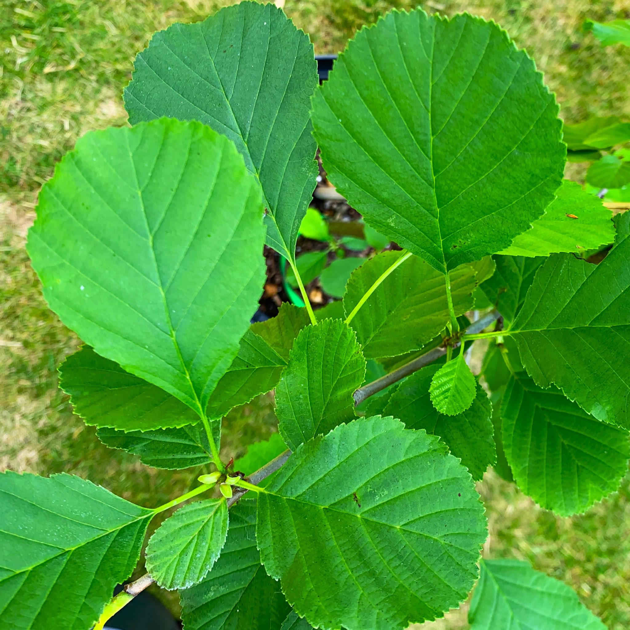 Alder tree (Alnus glutinosa) up to 3m tall - Cotswold Trees