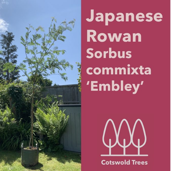 Japanese Rowan tree (Sorbus commixta) tree in a pot - Cotswold Trees