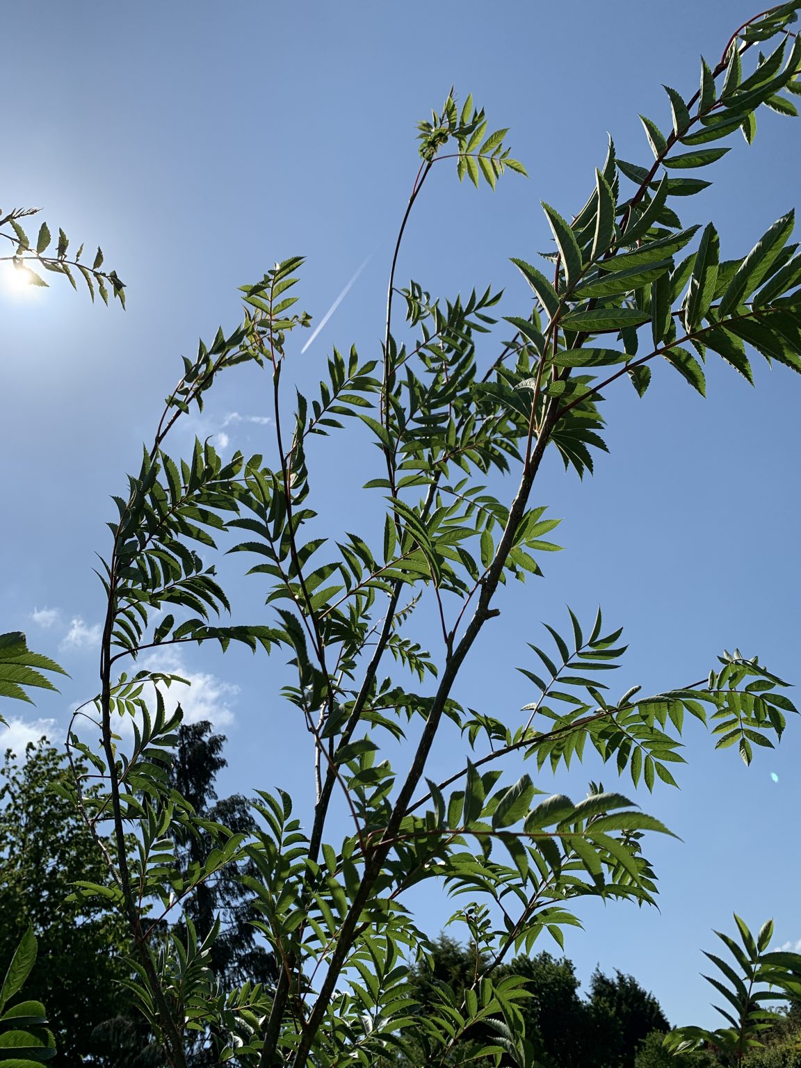 Japanese Rowan tree (Sorbus commixta) tree in a pot - Cotswold Trees