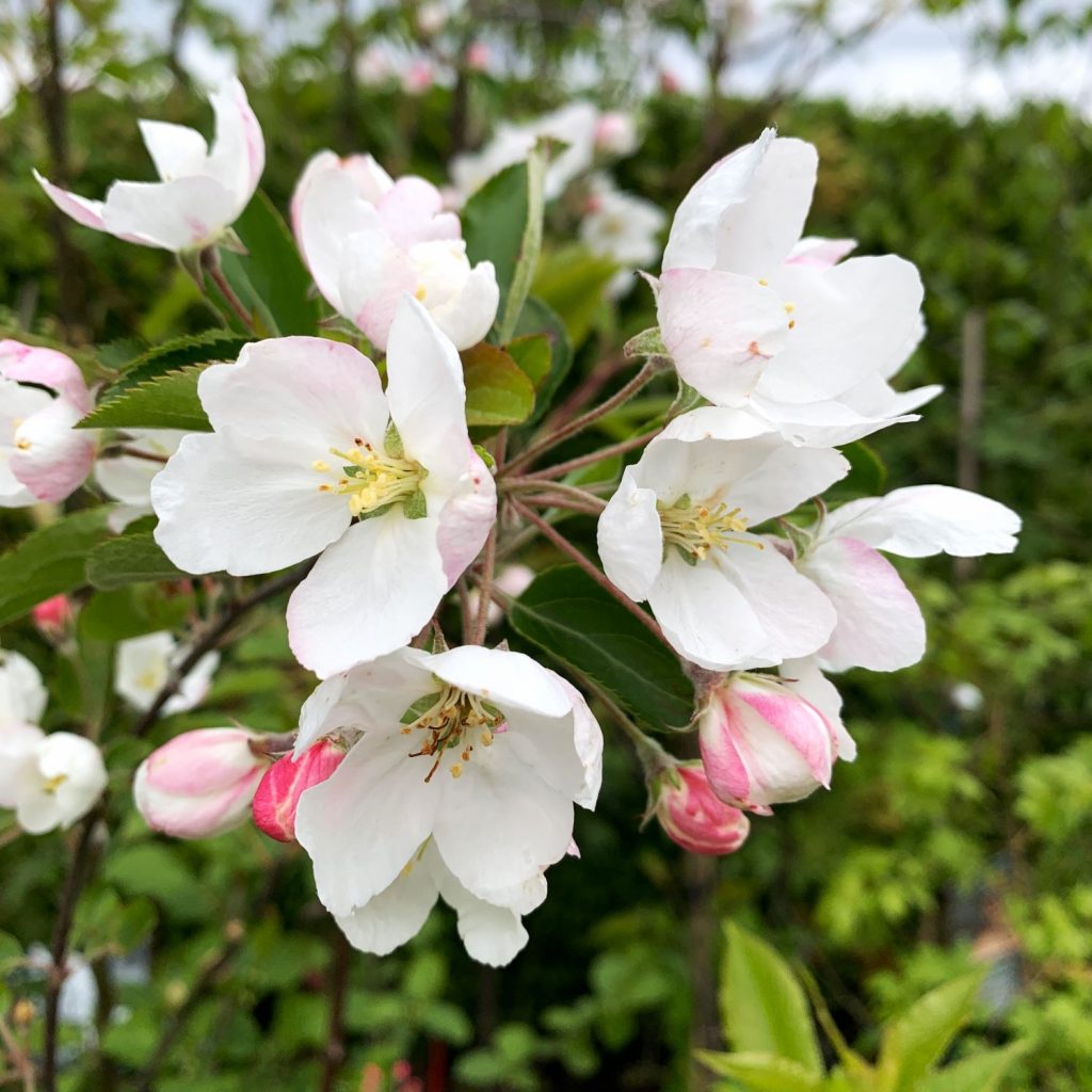 Crab apple tree - Cotswold Trees - Order online for home delivery