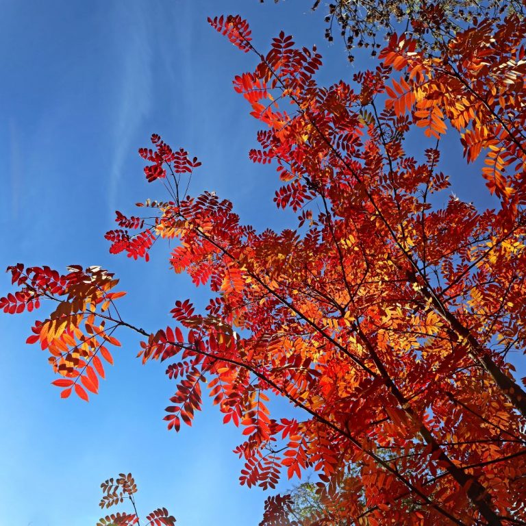 Japanese Rowan tree (Sorbus commixta) tree in a pot - Cotswold Trees