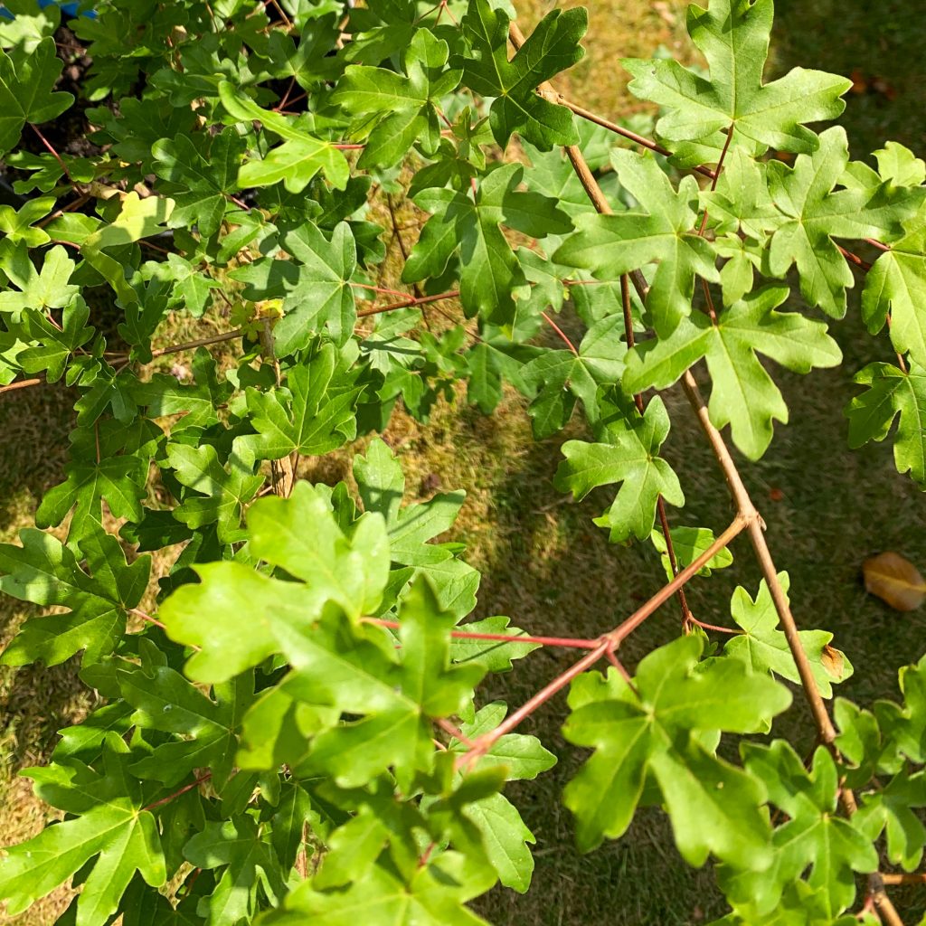 Field Maple tree (Acer campestre) up to 2.5m tall in a 10ltr pot ...