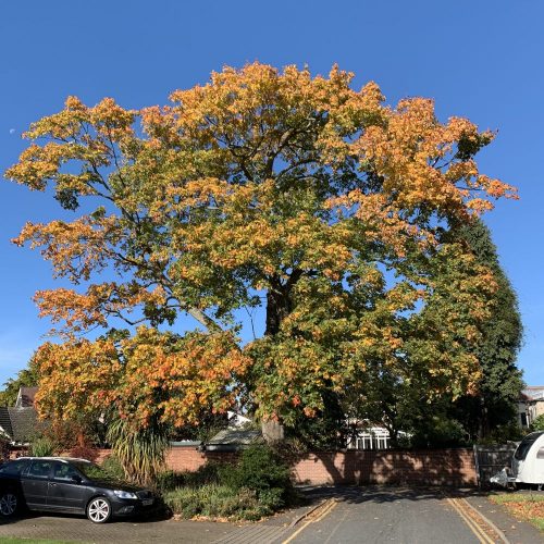Our trees - Cotswold Trees - Native British trees - Specialist supplier