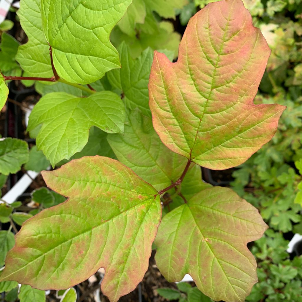 Guelder rose tree (Viburnum opulus) in a 2ltr pot - Cotswold Trees