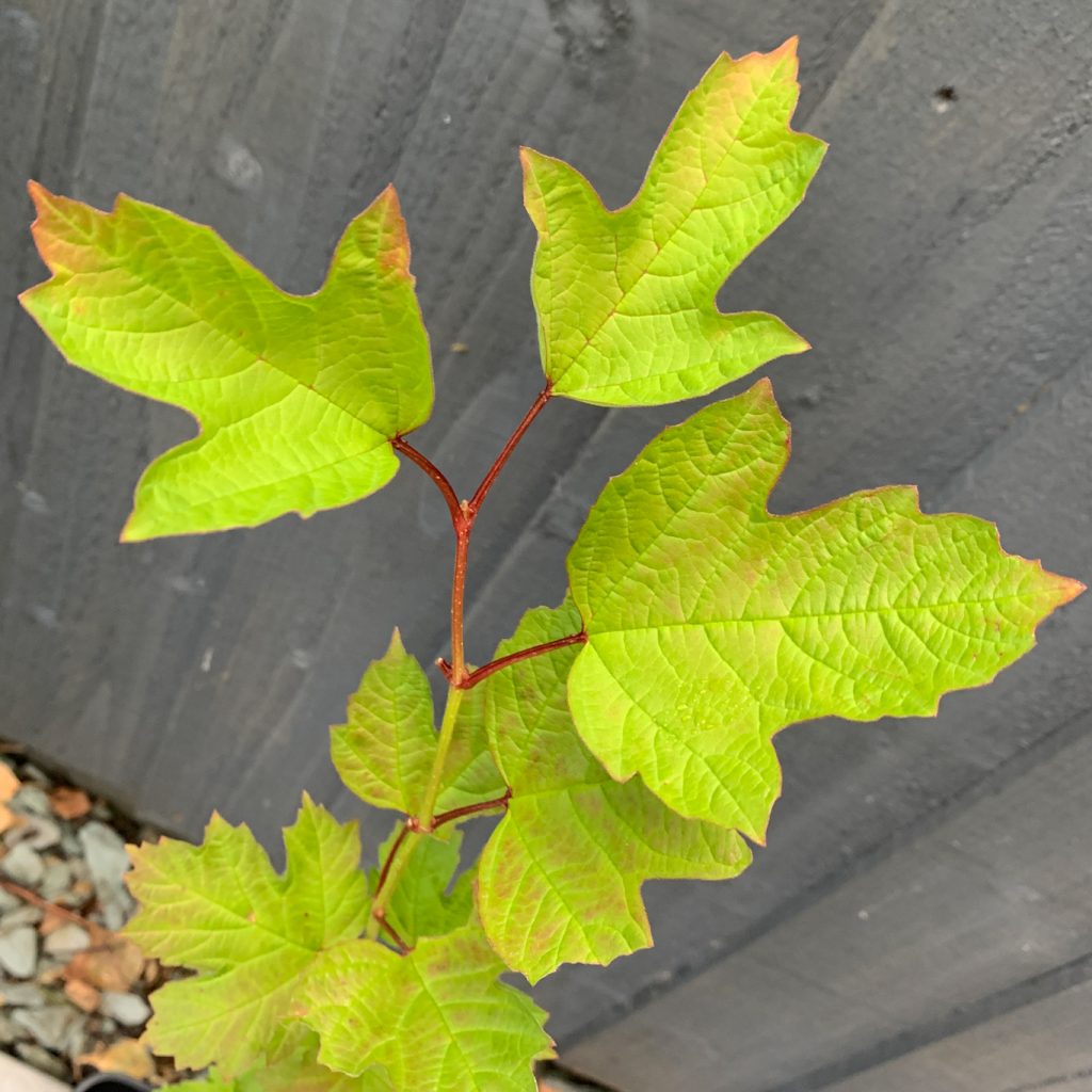Guelder rose tree (Viburnum opulus) in a 2ltr pot - Cotswold Trees