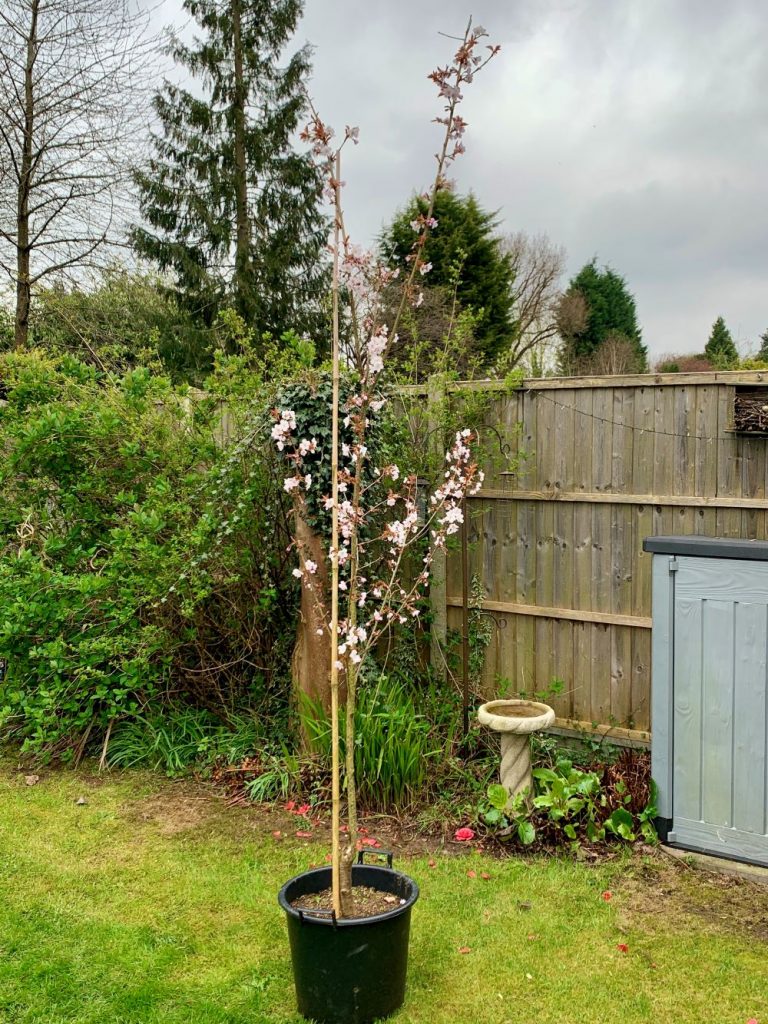 Cherry (Prunus) Spire 2m-2.5m tall in a 30 ltr pot - Cotswold Trees