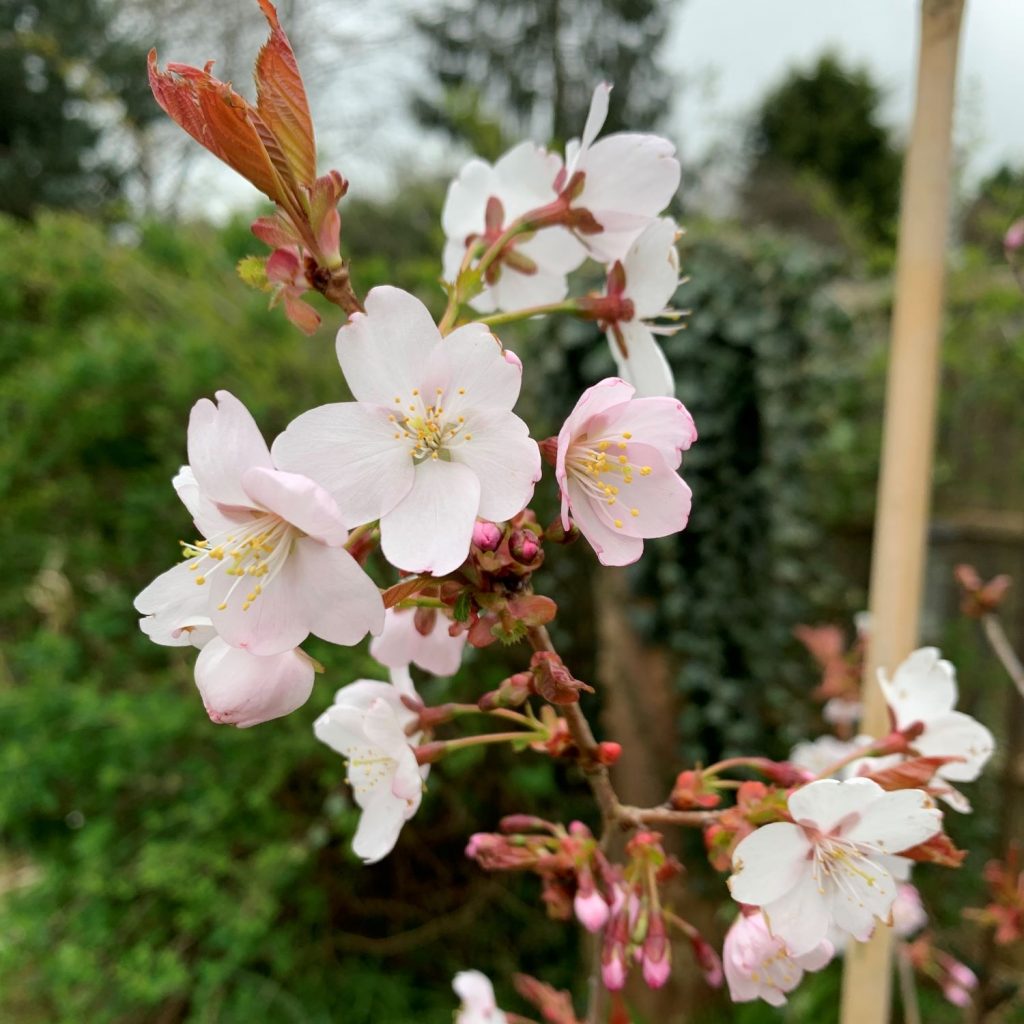 Cherry (Prunus) Spire 2m-2.5m tall in a 30 ltr pot - Cotswold Trees