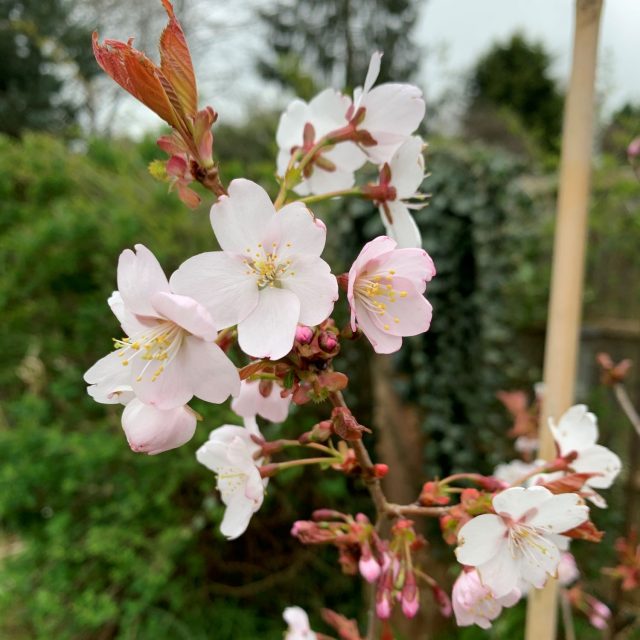 Cherry (Prunus) Spire 2m-2.5m tall in a 30 ltr pot - Cotswold Trees
