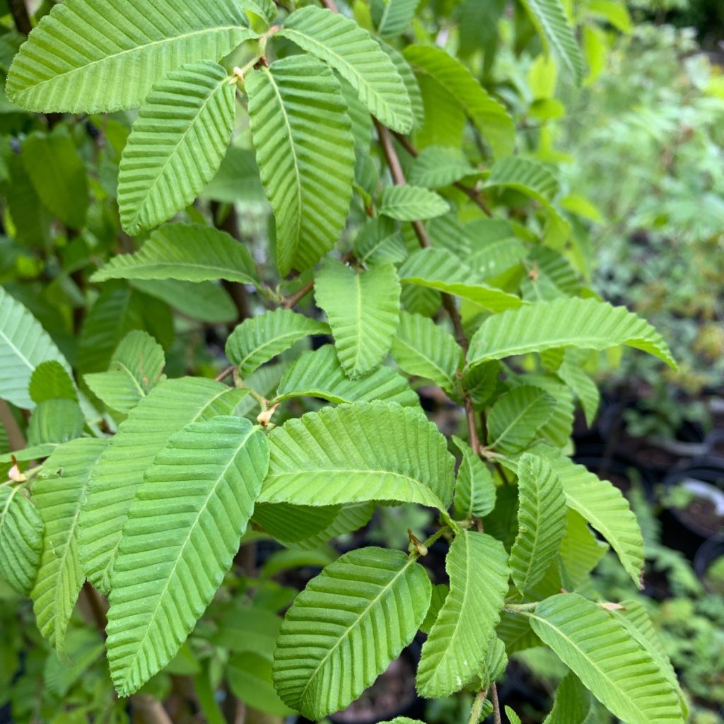 Nothofagus x alpina 2m-2.5m tall in a pot - Cotswold Trees