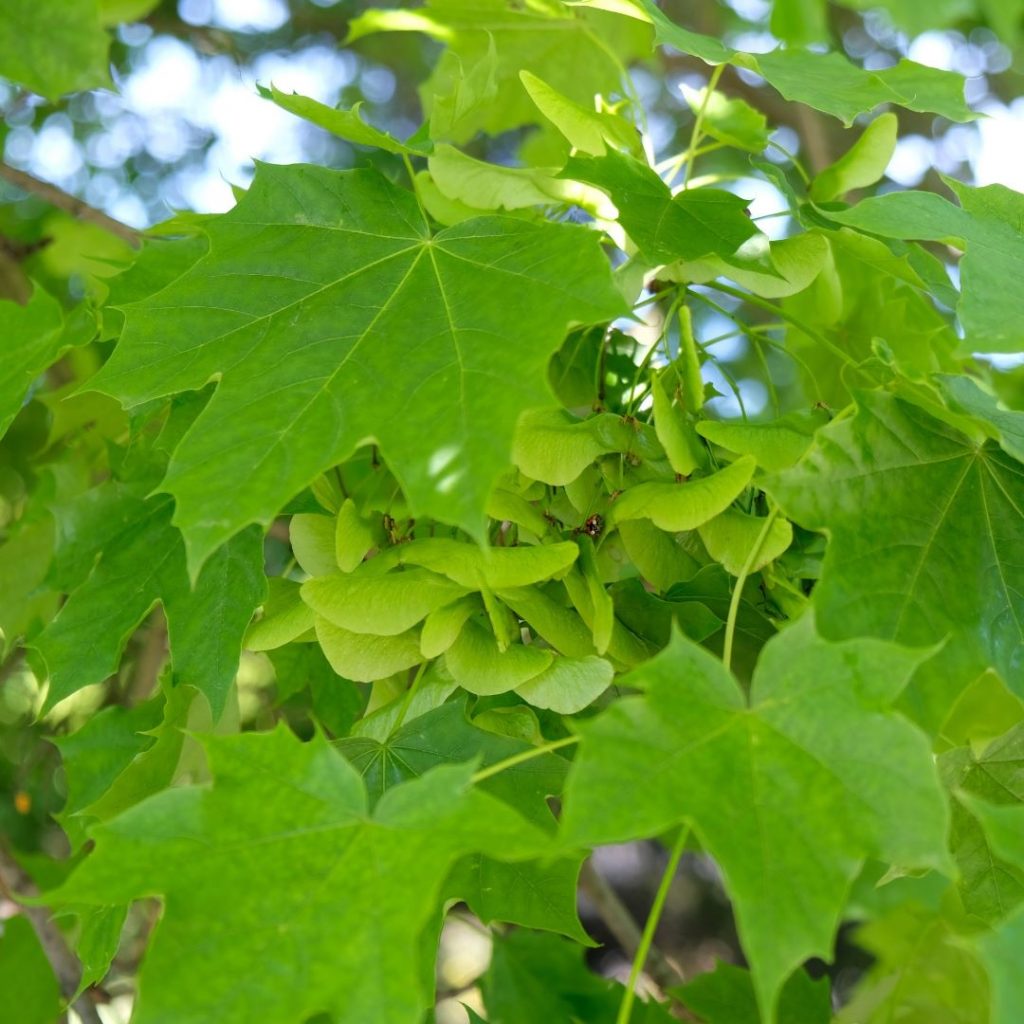 Norway Maple (Acer platinoides) 2m-2.5m tall in a pot - Cotswold Trees