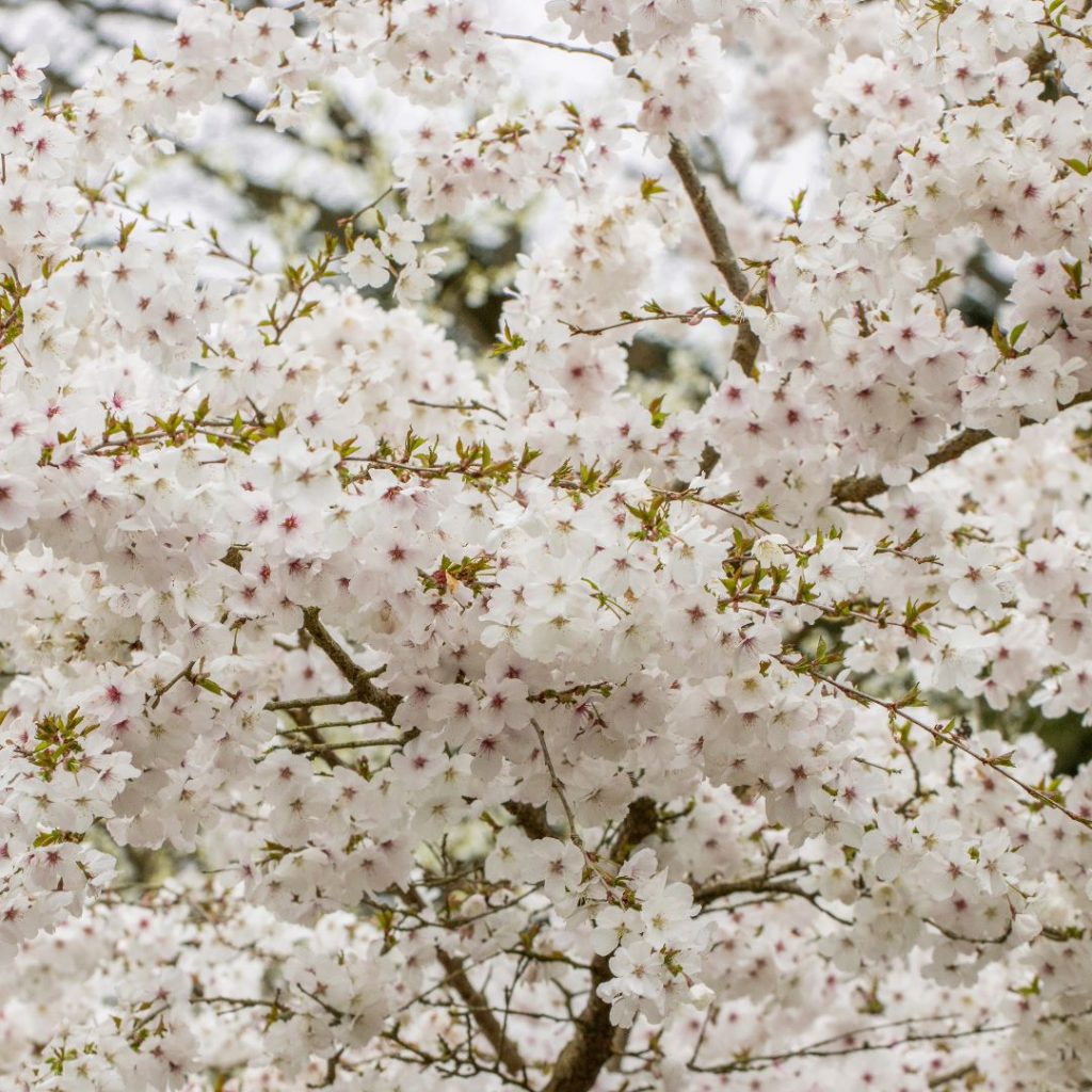 Cherry (Prunus) The Bride 2m-2.5m tall in a 30ltr pot - Cotswold Trees