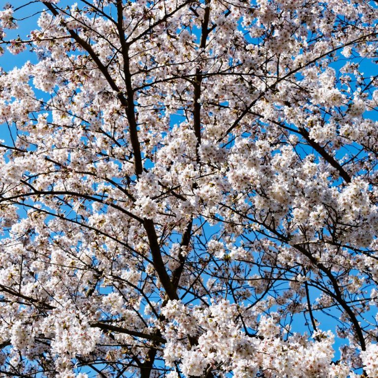 Cherry (Prunus) Yedoensis 2m-2.5m tall in a 15 ltr pot - Cotswold Trees