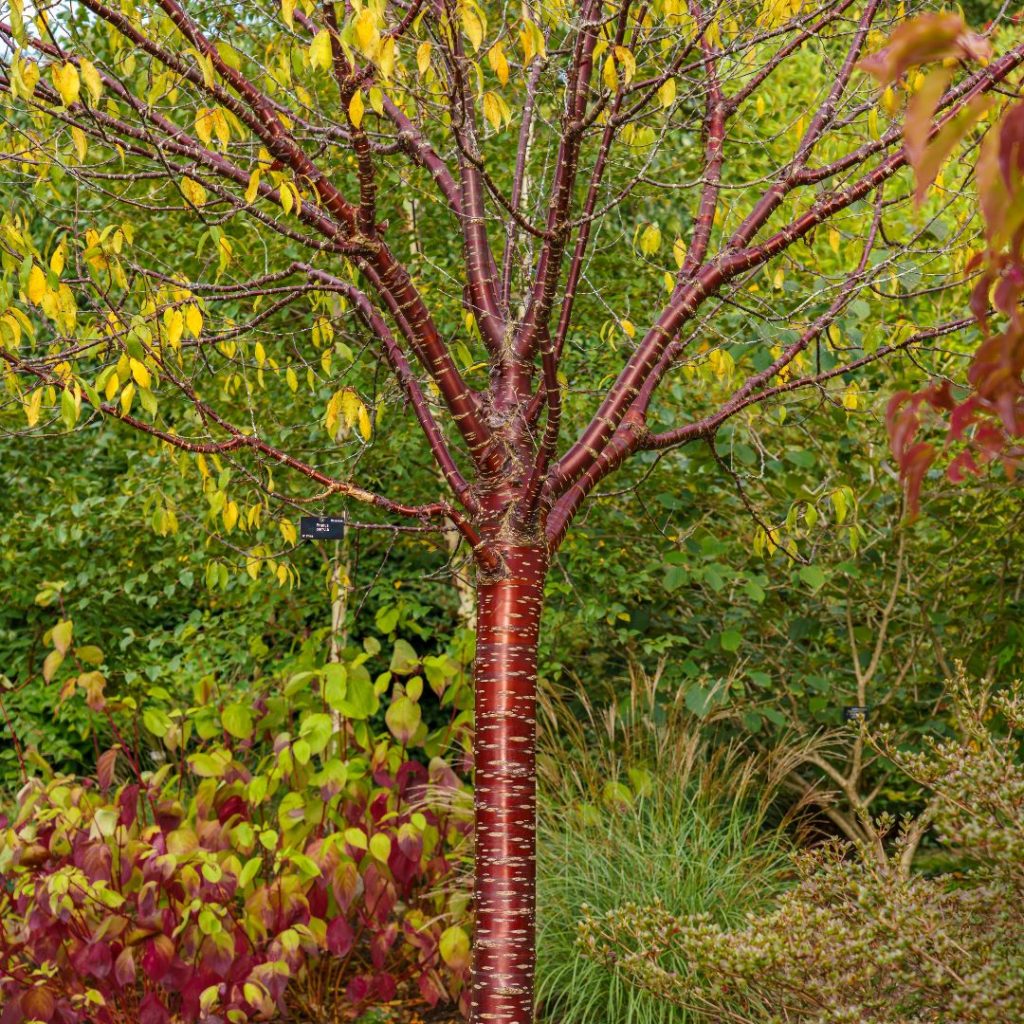 Order a tree gift voucher with a handwritten card - Cotswold Trees