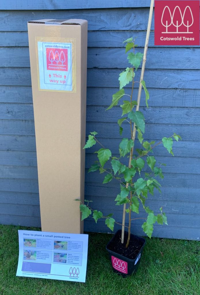 Our approach - Cotswold Trees - Potted trees delivered to your door