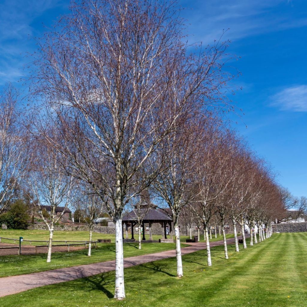 Himalayan Birch - Cotswold Trees