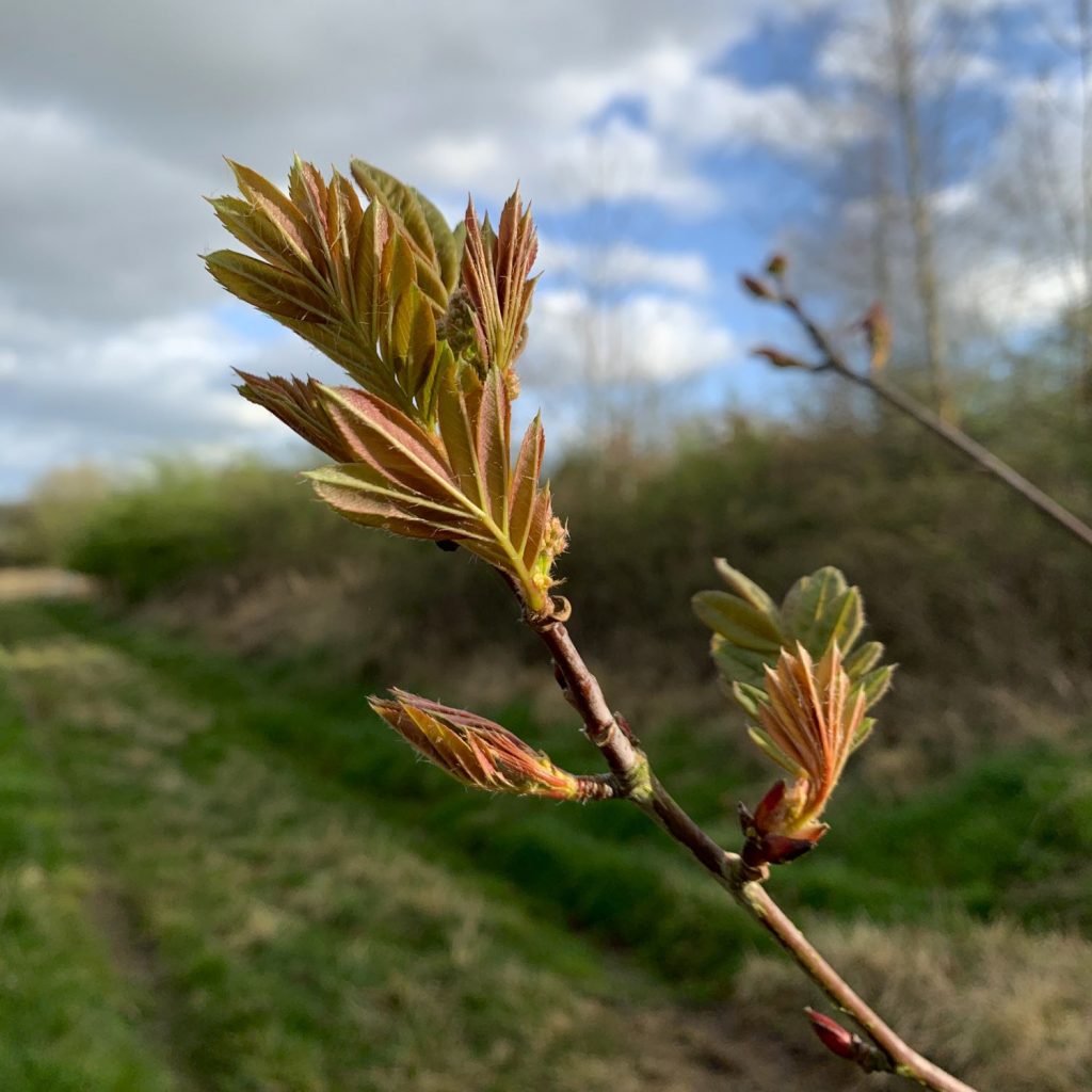 Rowan (Sorbus hupehensis) tree - Cotswold Trees