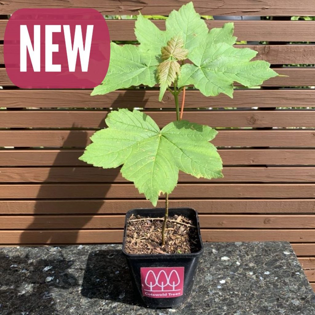 Sycamore tree (Acer pseudoplatanus) in a pot - Cotswold Trees
